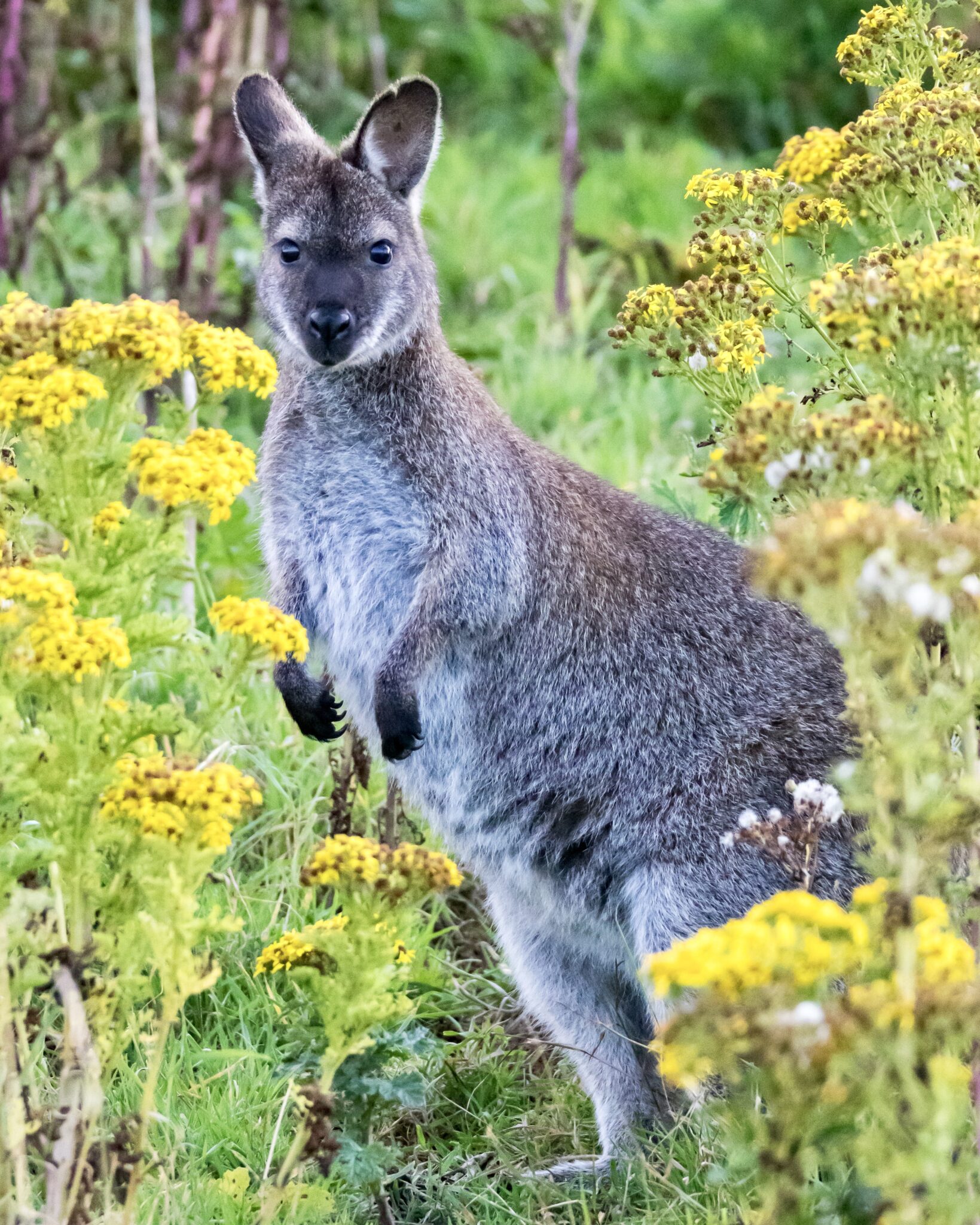 Is Lambay Whiskey Opening The Greenest Distillery Ever? - CHAR Magazine